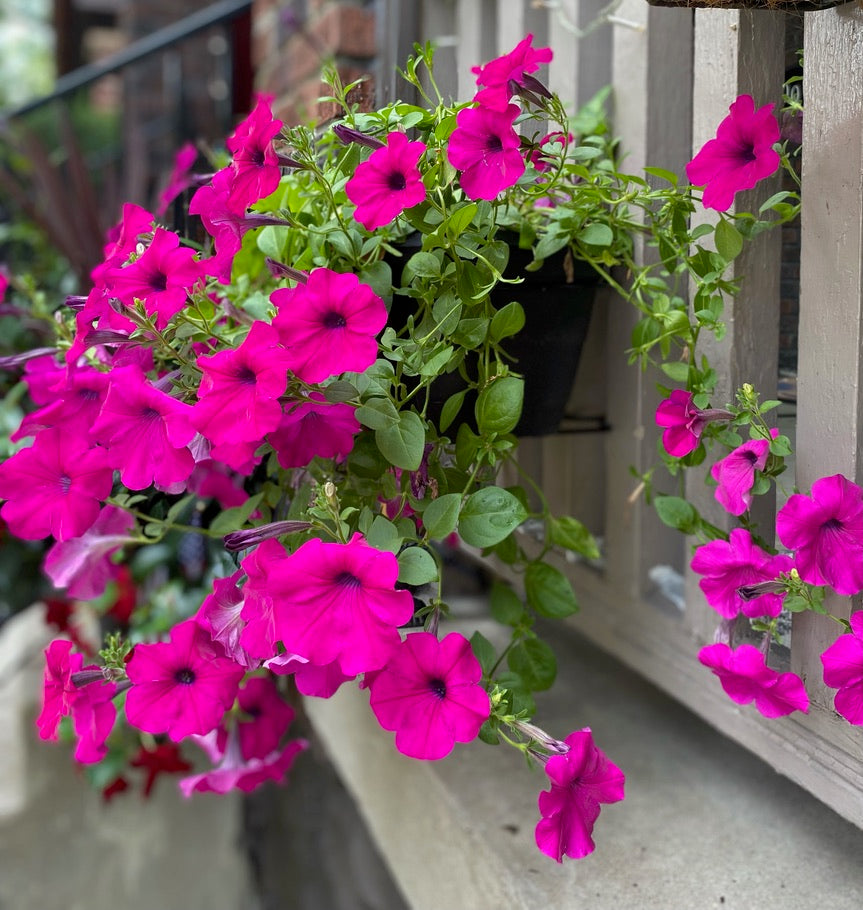 RailScapes™ Vertical Garden Clip – Plant Traps